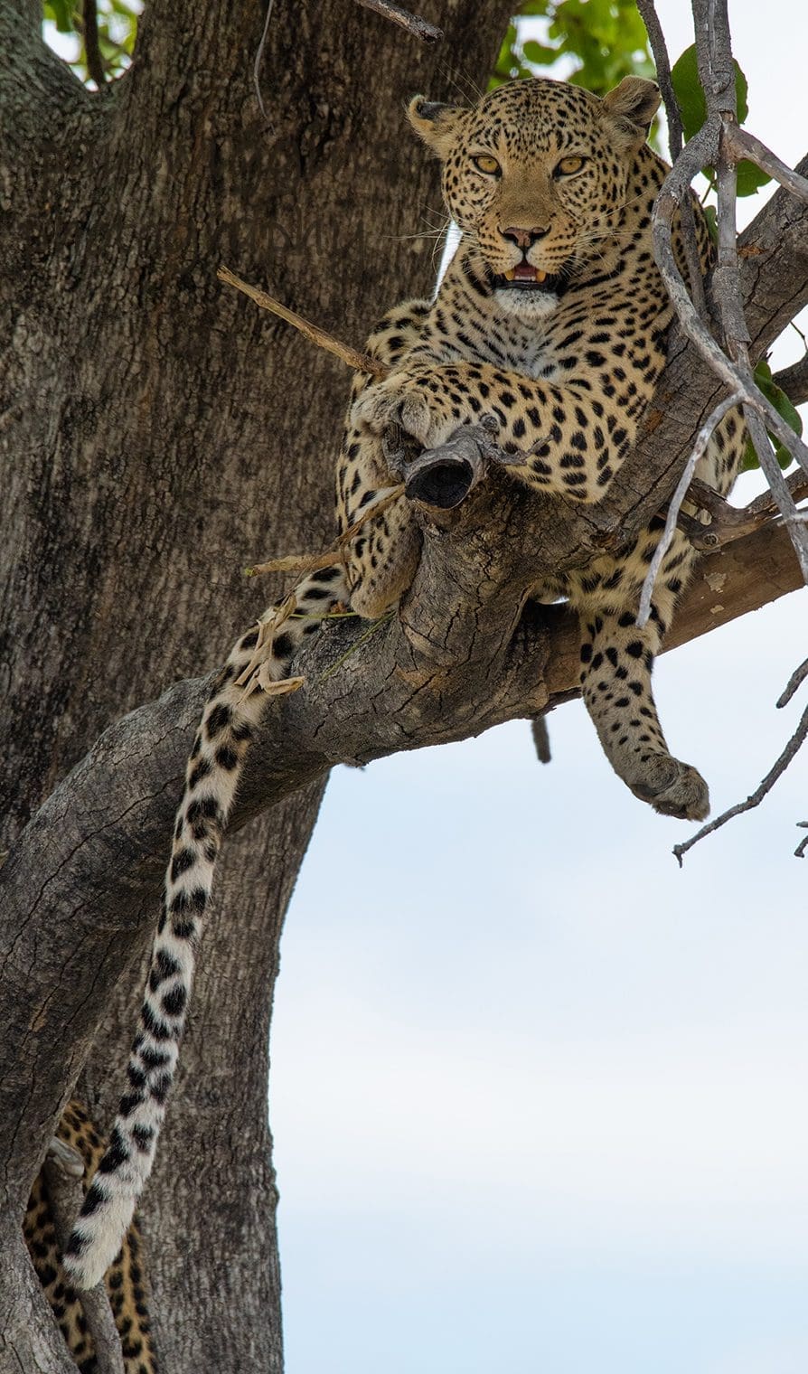 On Safari in the Okavango Delta Botswana - Travel Begins at 40