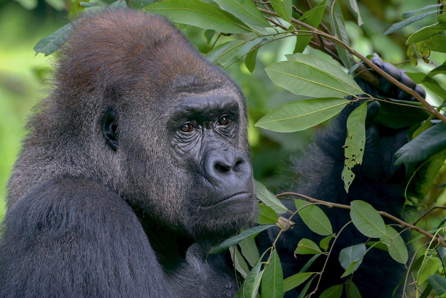 Kwita Izina, Rwanda Gorillas - Travel Begins at 40
