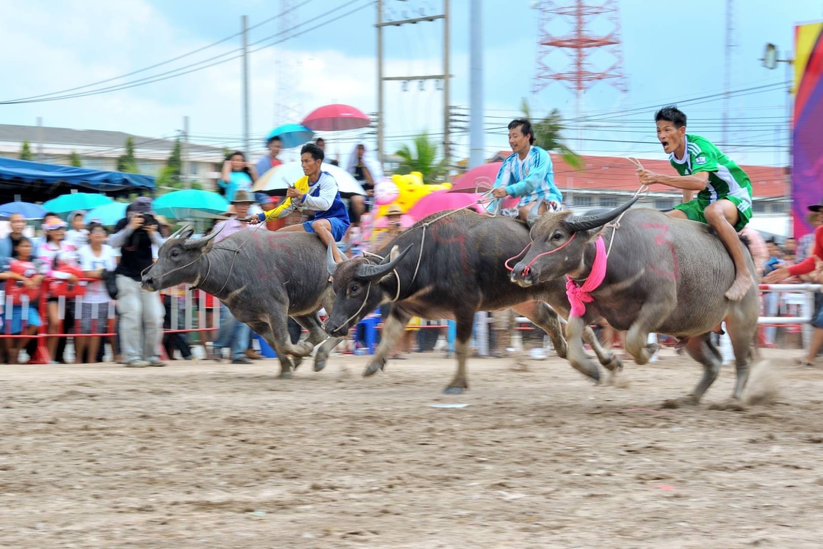 Wing Kwai, Buffalo Racing Festival, Thailand - Travel Begins at 40