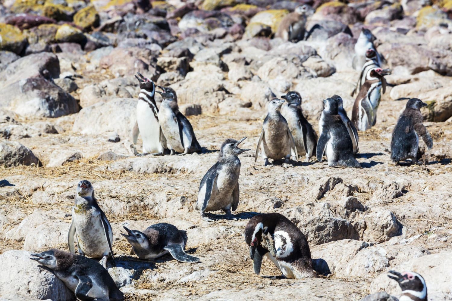 Top Destinations to Watch Penguins in the Wild - Travel Begins at 40