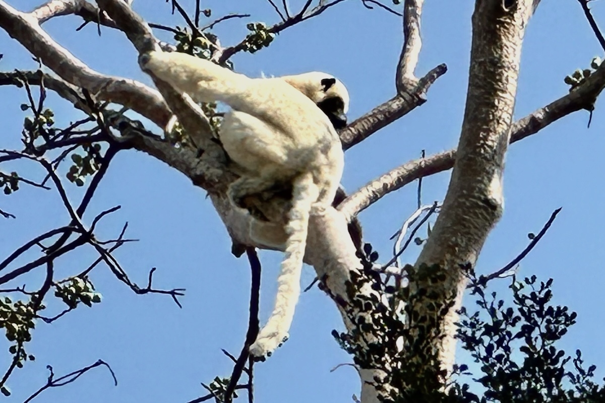 Seeking the Lemurs of Madagascar - Travel Begins at 40