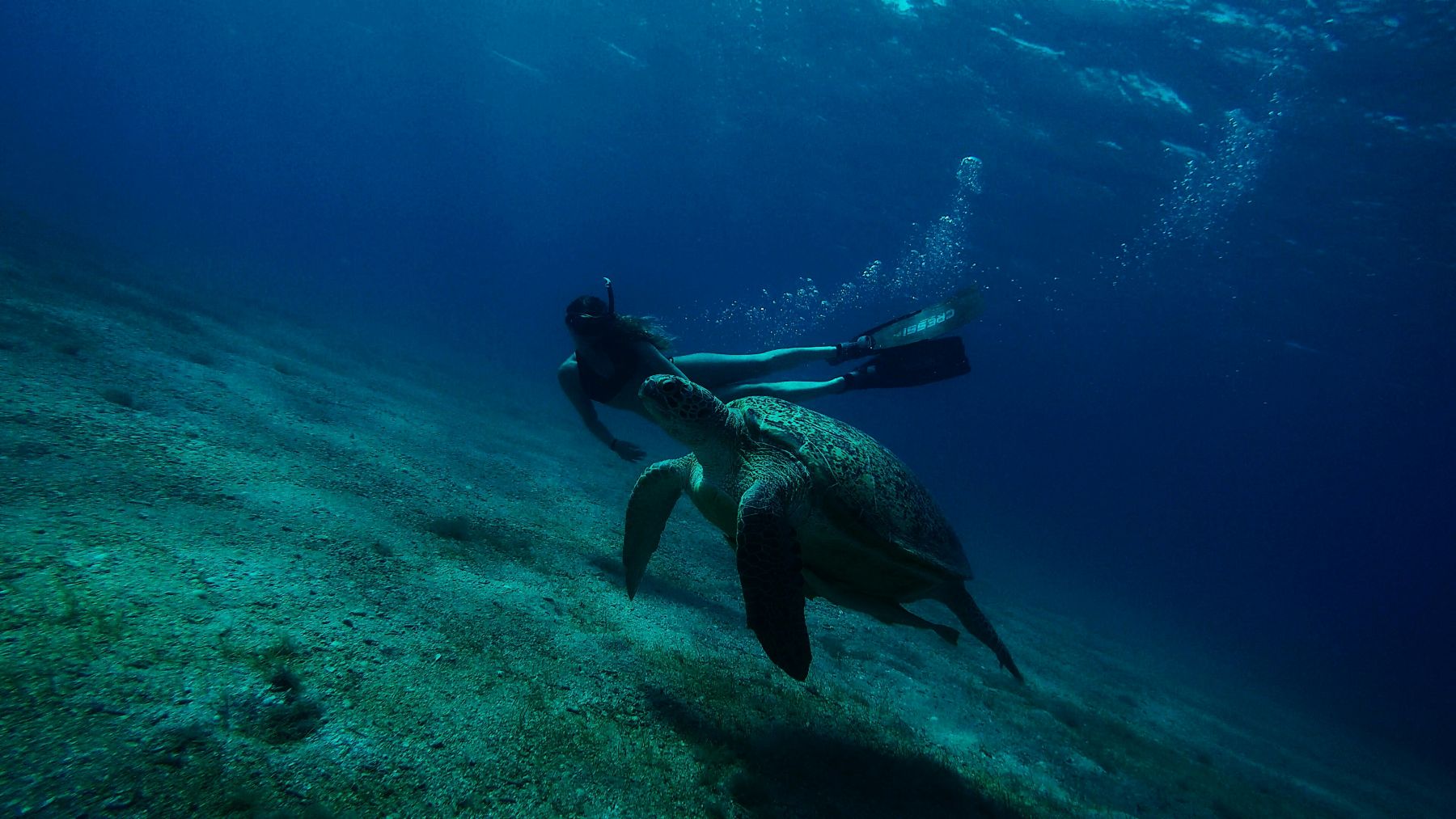 Top Diving Spots in Batangas | Discover the Best Dive Sites in the ...